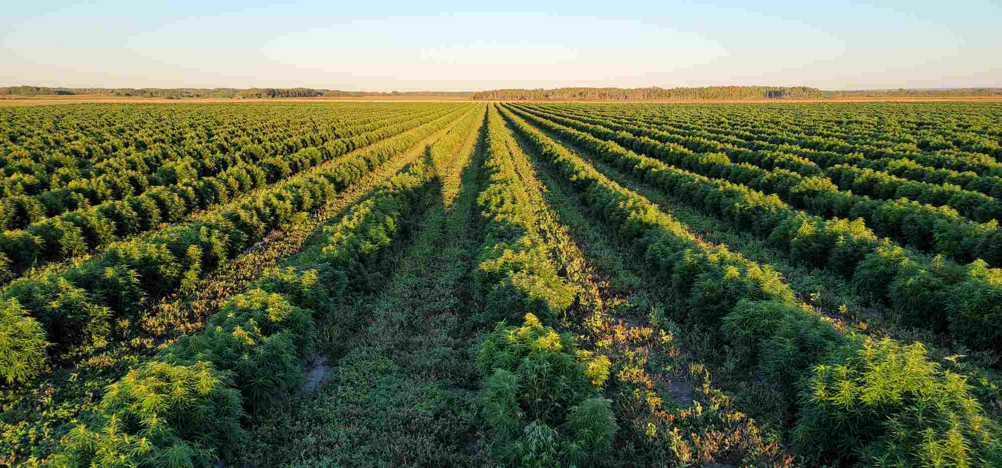 Indigenous Bloom Hemp