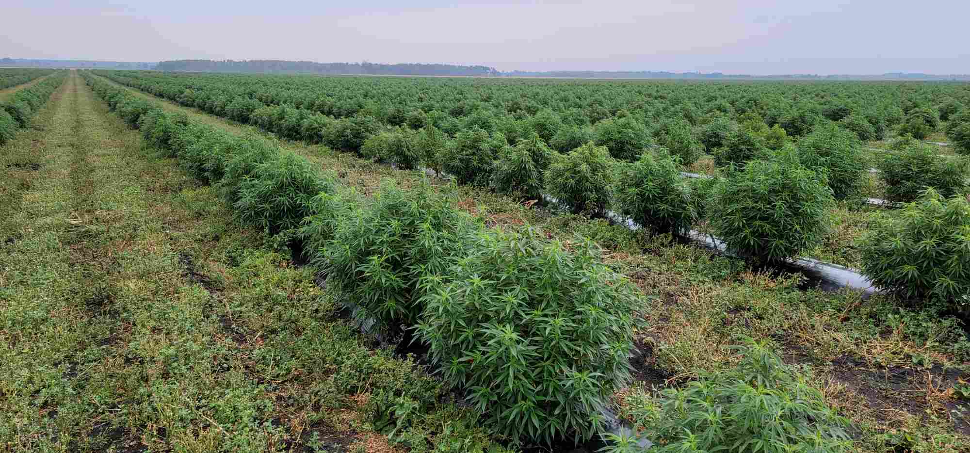 Indigenous Bloom Hemp